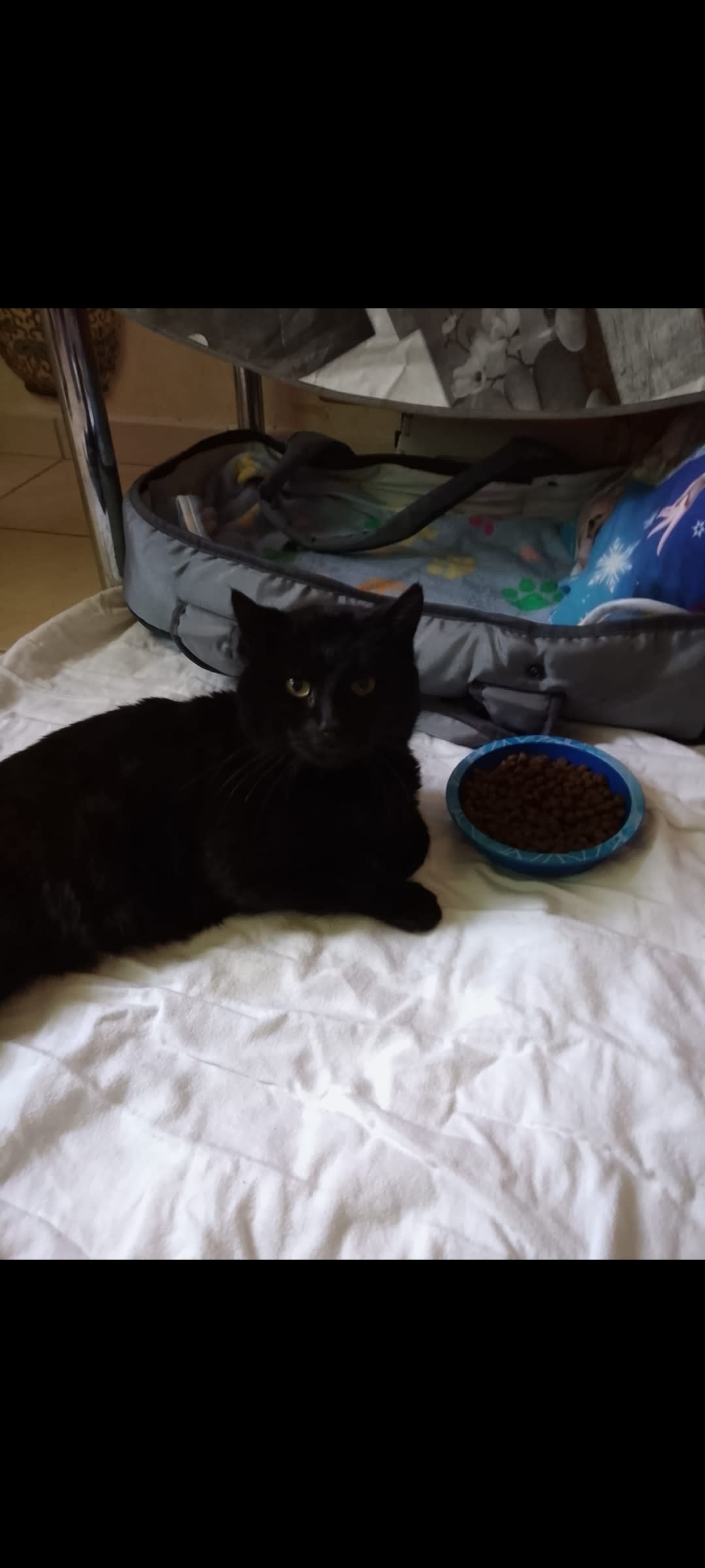 Cagnotte : Bébé chat | Leetchi