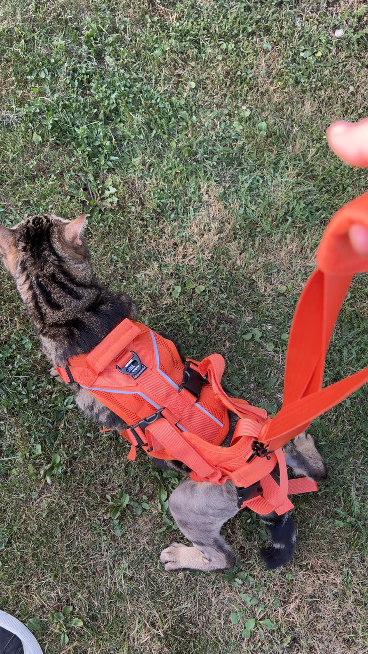 Cagnotte : Aidez mon chat à retrouver sa mobilité et à uriner normalement | Leetchi