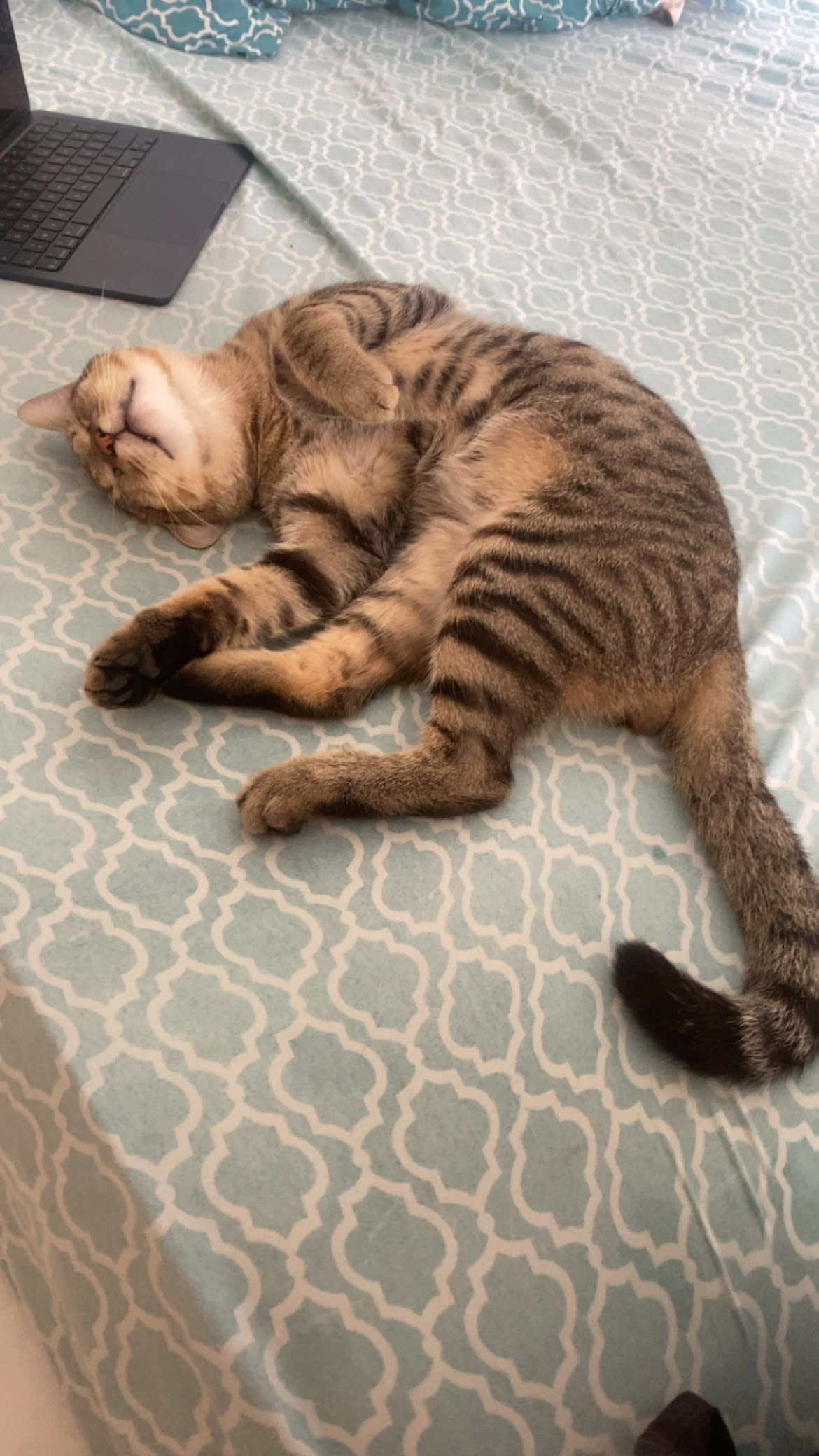 Cagnotte : Pour mon chat tigré (Aidez-moi à soigner tigré svp..)💔 | Leetchi