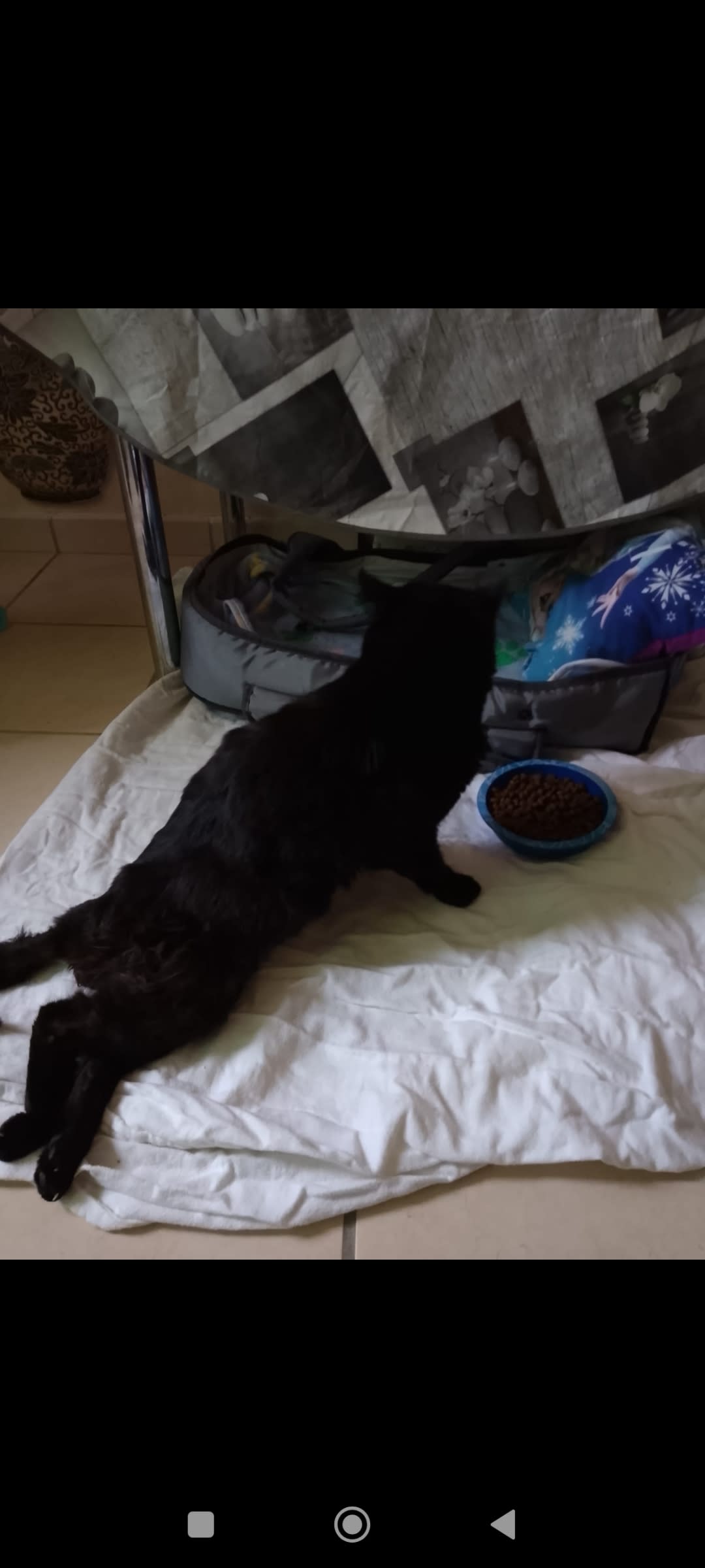 Cagnotte : Bébé chat | Leetchi