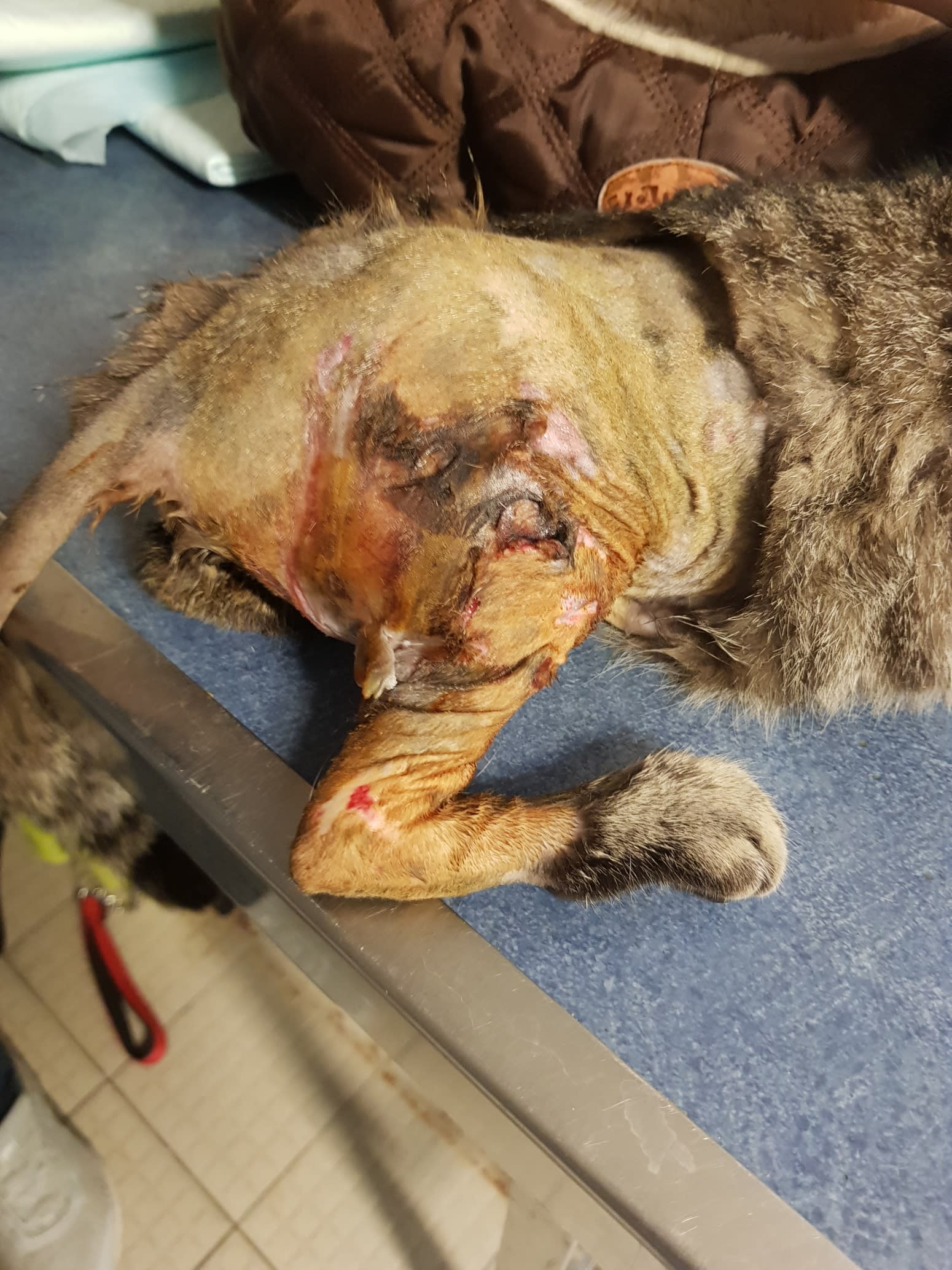 Cagnotte : BIANCA, une petite rescapée amputée | Leetchi