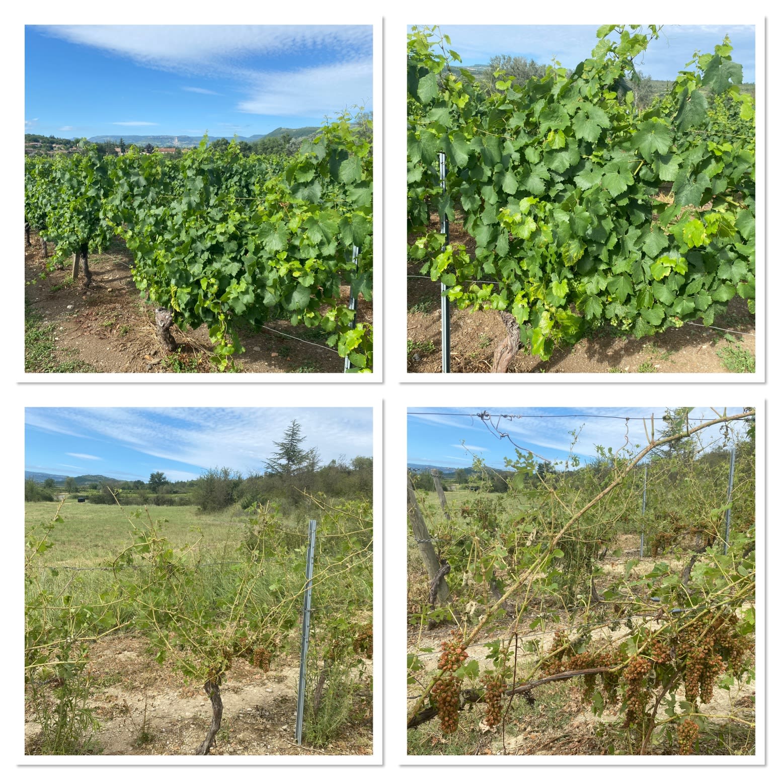 Money pot: Aider un viticulteur à sauver son exploitation !!!! | Leetchi