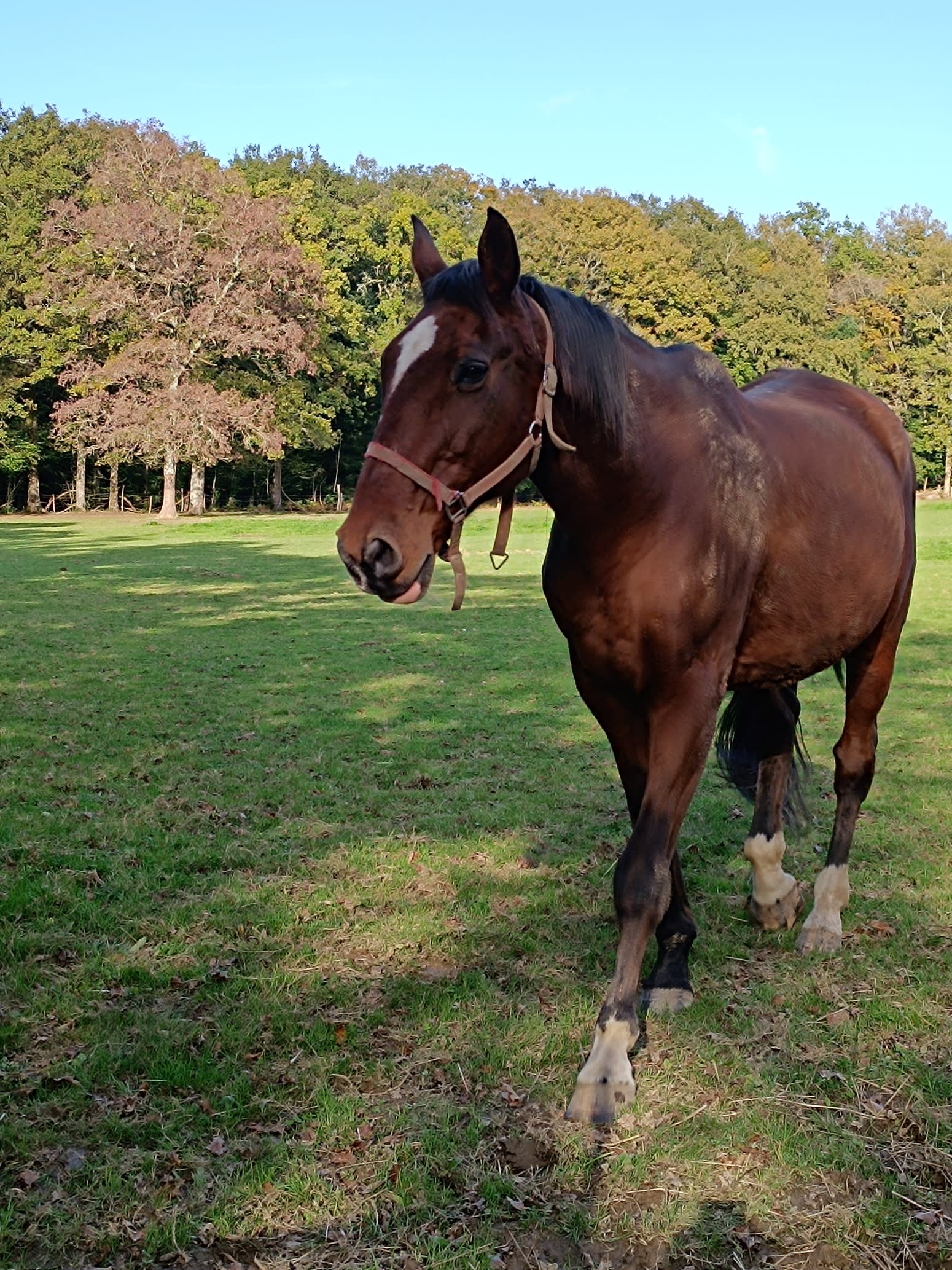 Cagnotte : Un peu d'aide pour Joey | Leetchi