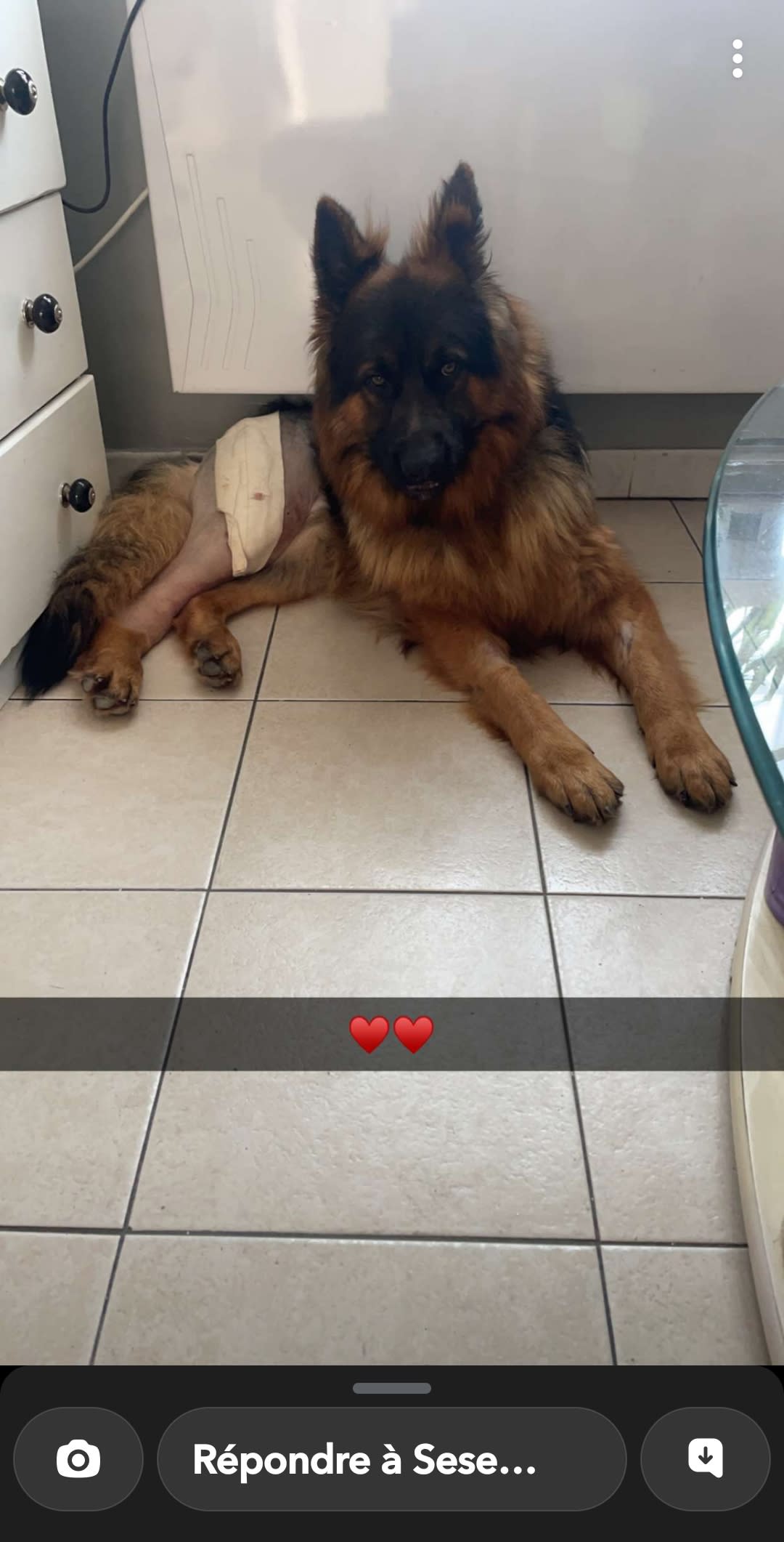 Cagnotte : Aide au frais vétérinaires et prise en charge | Leetchi