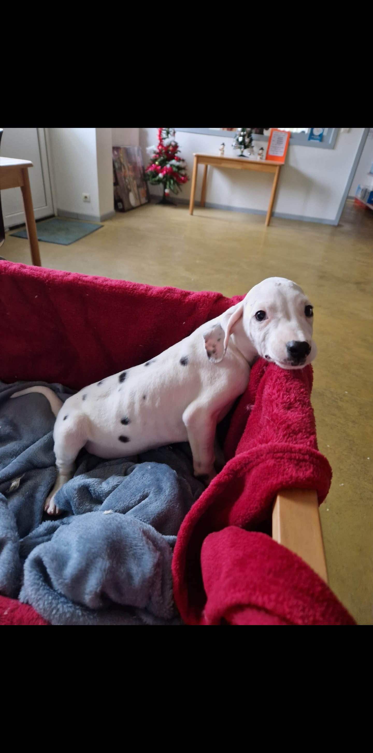 Cagnotte : Aide au frais vétérinaires et prise en charge | Leetchi