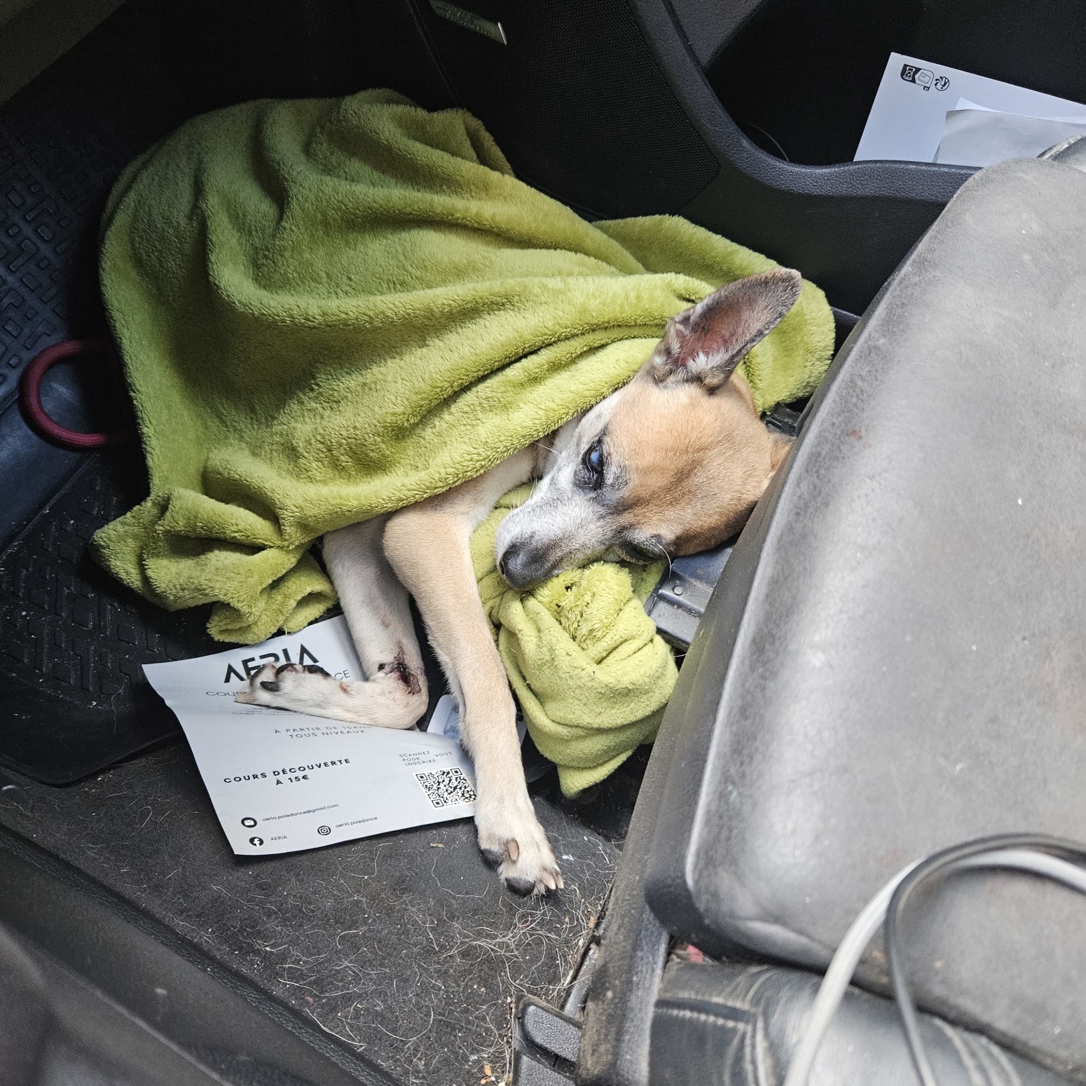 Cagnotte : Aide au frais vétérinaires et prise en charge | Leetchi