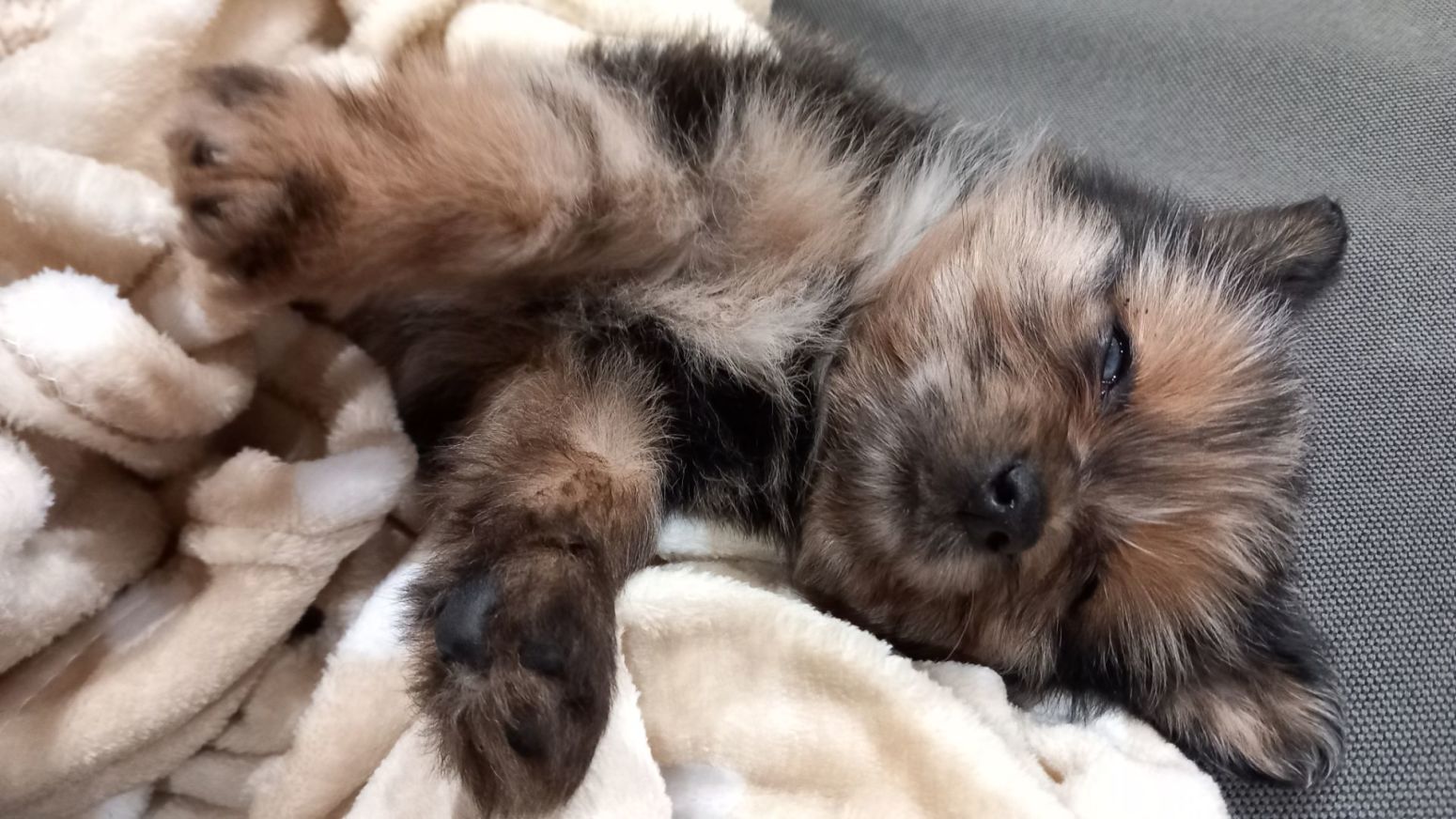 Cagnotte : Loki chiot chihuahua de 2 mois et demi avec une double fracture de la mâchoire. | Leetchi