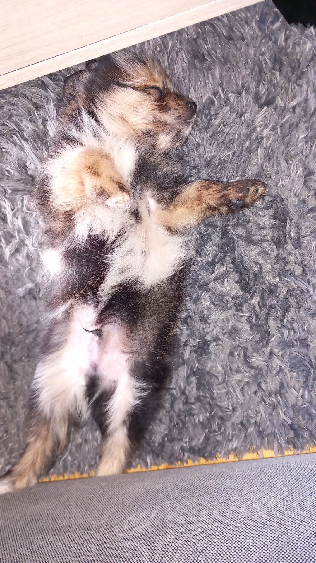 Cagnotte : Loki chiot chihuahua de 2 mois et demi avec une double fracture de la mâchoire. | Leetchi