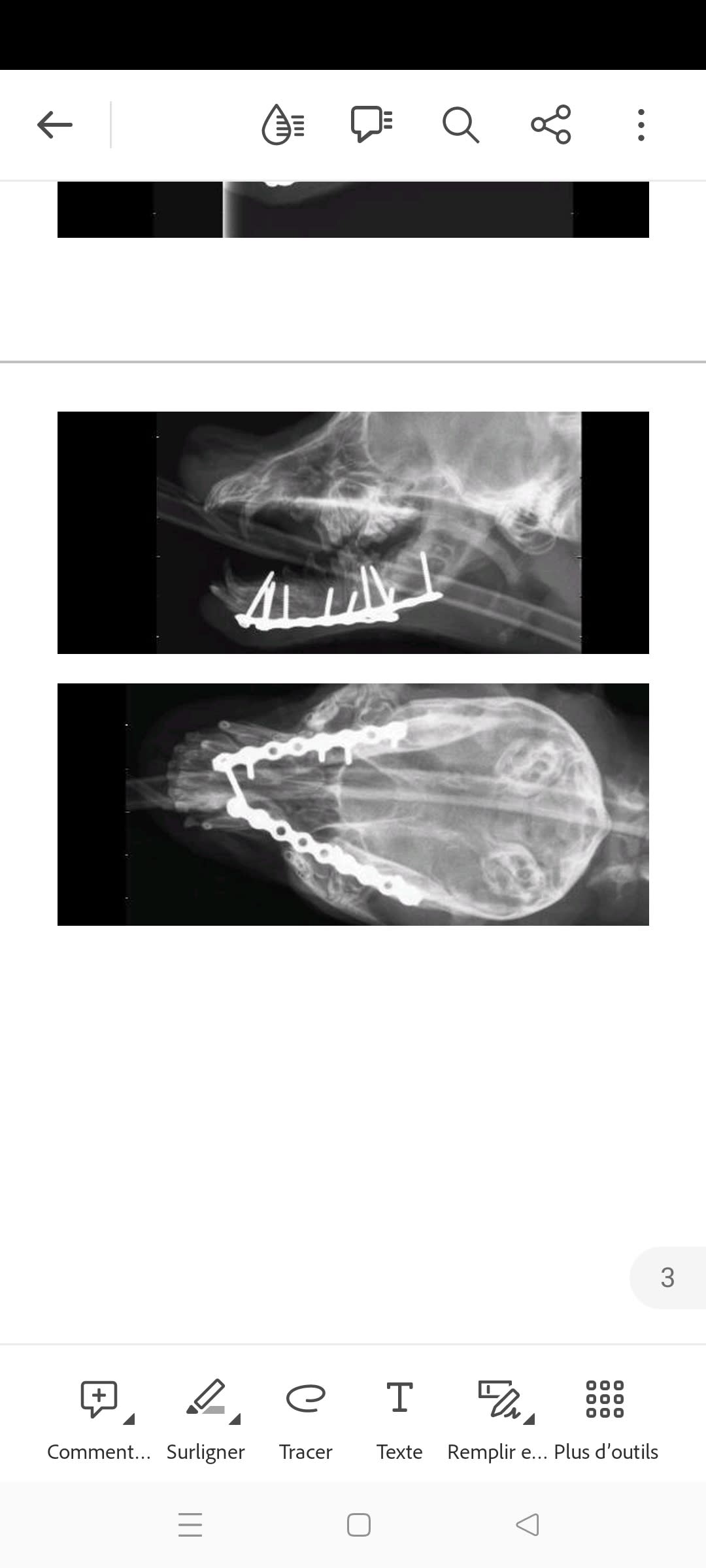 Cagnotte : Loki chiot chihuahua de 2 mois et demi avec une double fracture de la mâchoire. | Leetchi