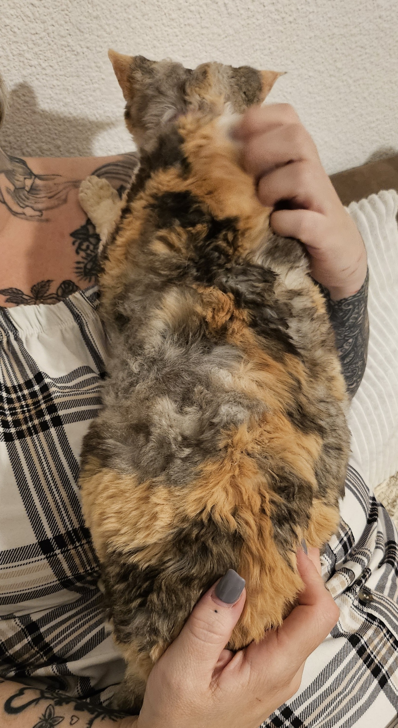 Cagnotte : Rosie Devon Rex , sauvée car victime de son éleveuse | Leetchi