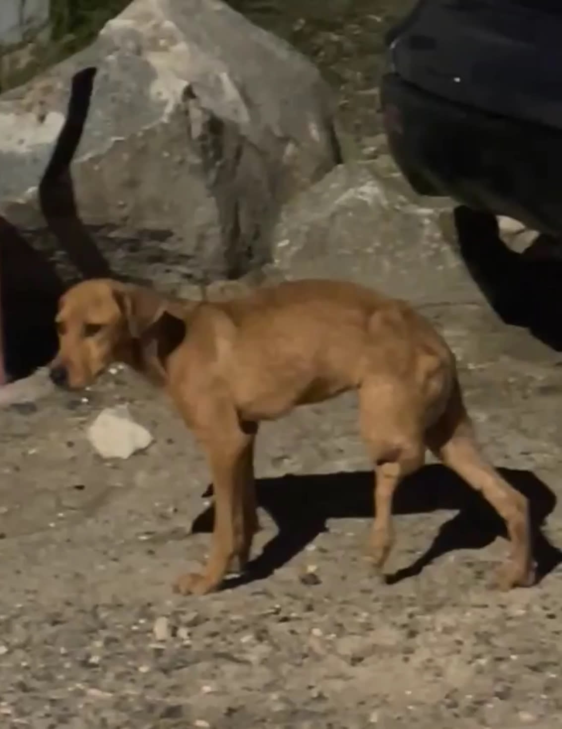 Cagnotte : Amputation et soins de Baby | Leetchi