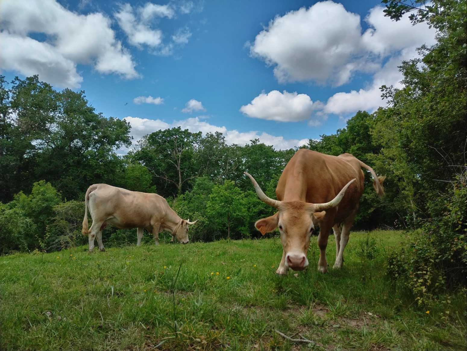 Cagnotte : La retraite pour mes vieux animaux | Leetchi
