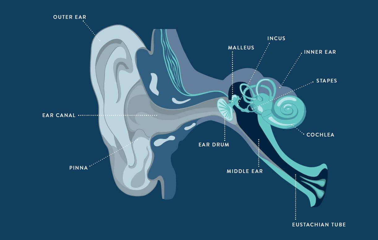 A Sound Wave’s Journey Through Your Ear | The Hearing Care Partnership