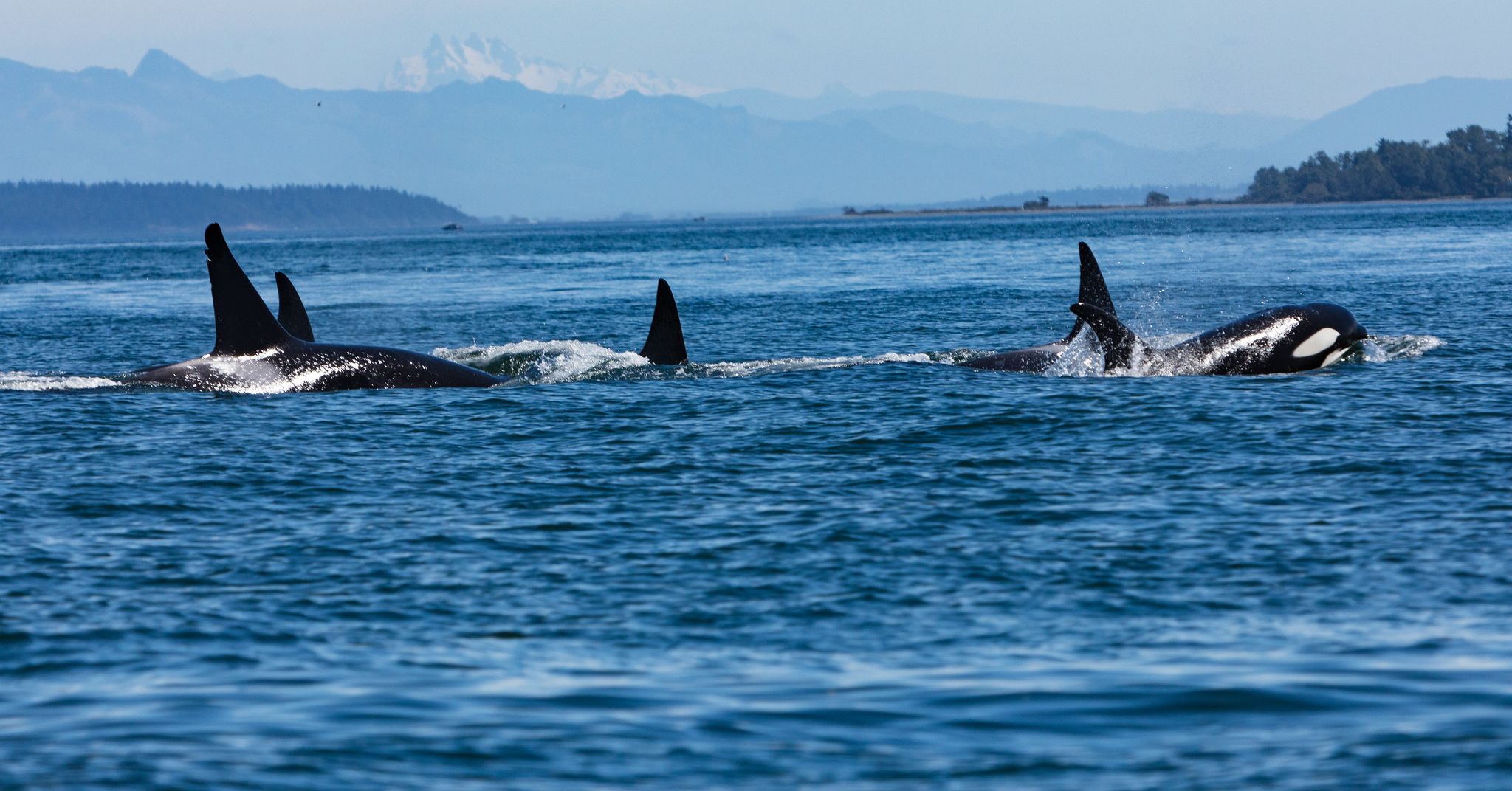 What can we learn from orcas? — LessWrong