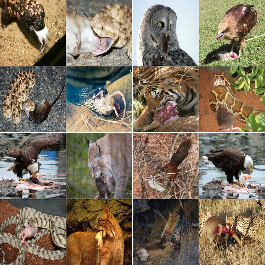 Towards Multimodal Interpretability Learning Sparse Interpretable Features In Vision