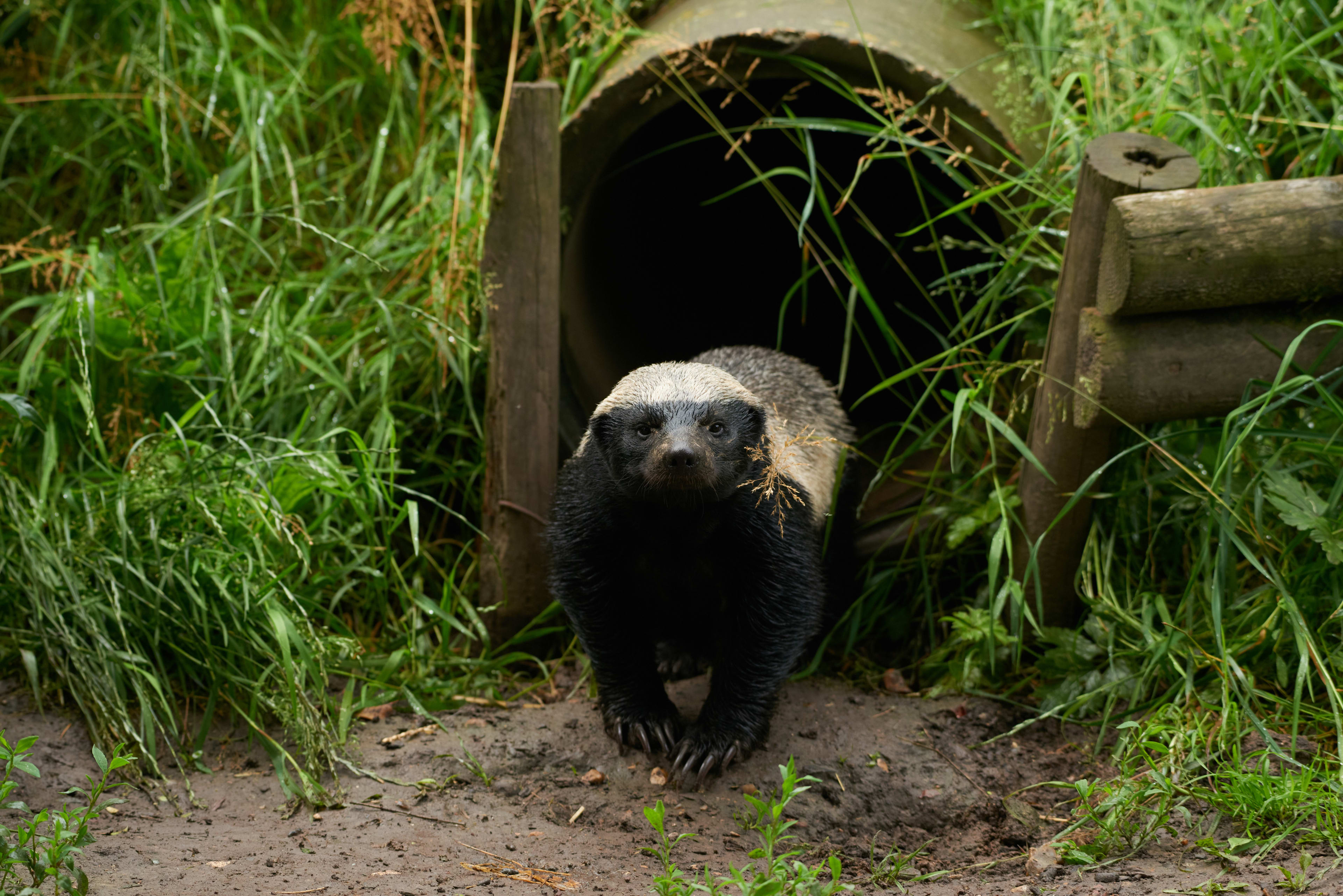 The Howletts' Honey Badger 5k - Running in Bekesbourne — Let’s Do This