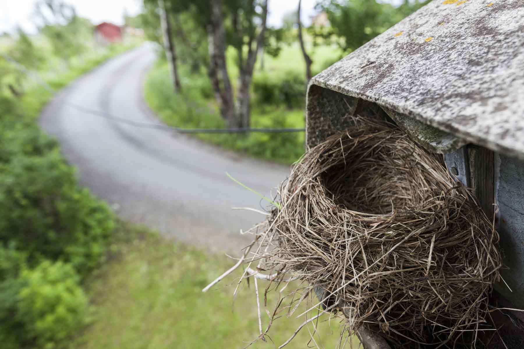 The 10 Best Bird Removal Services Near Me (with Free Quotes)