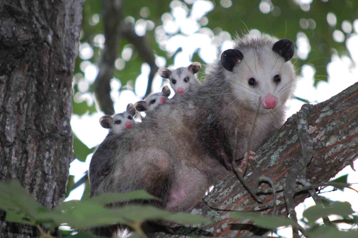 How Much Does Possum Removal Cost? (2026)