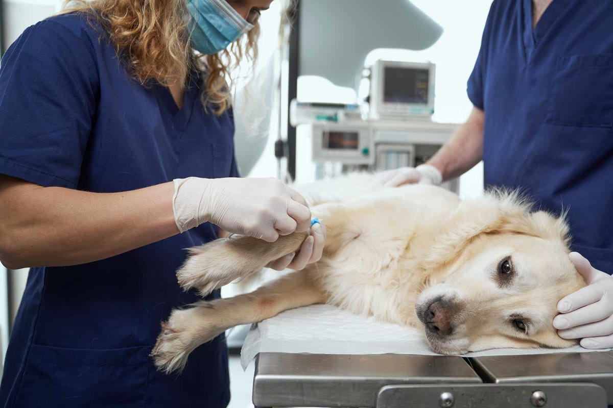 How Much Does a Dog Blood Transfusion Cost? (2025)