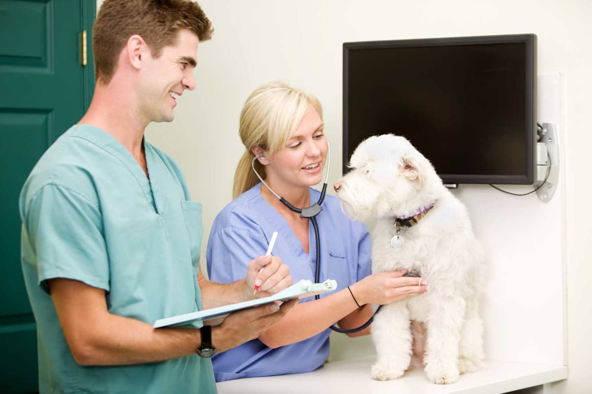 How To Become a Veterinary Technician: A Complete Guide