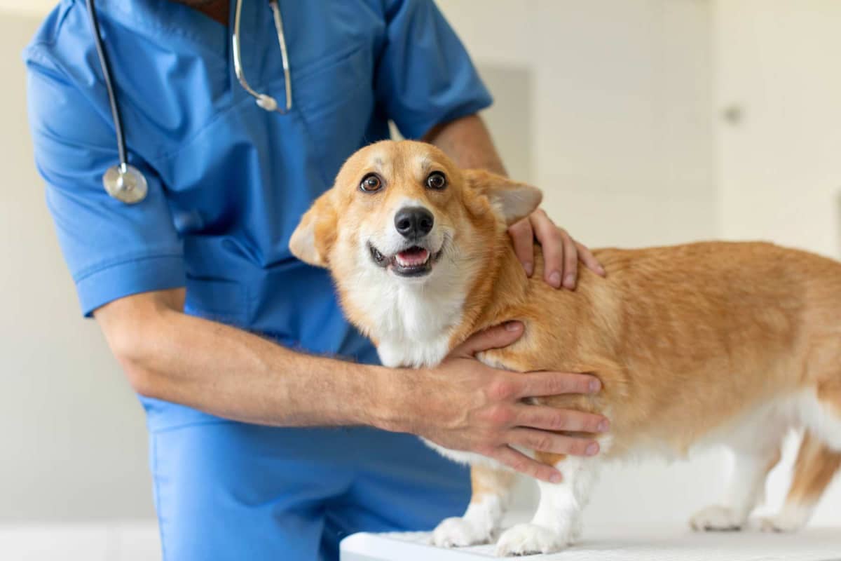 How Much Does Cyst Removal Cost for Dogs? (2026)