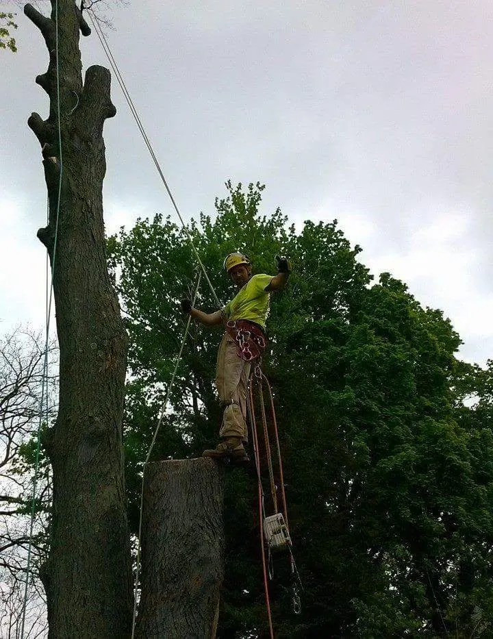 Omni Tree And Landscape in Cincinnati, OH // HomeGuide