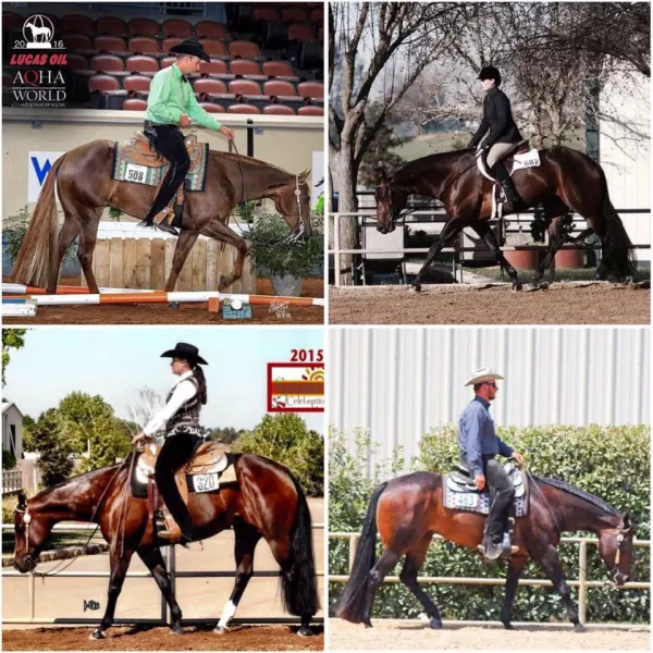 Wheeler Performance Horses in Gilroy, CA // Lessons.com