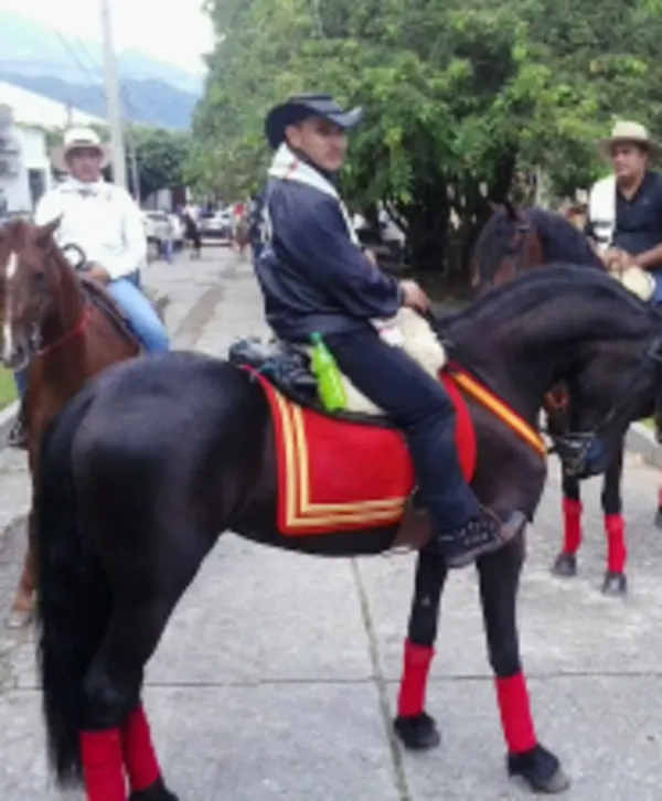 DOMA RACIONAL EQUINA - RATIONAL COLT STARTER METHOD in Plantation, FL ...