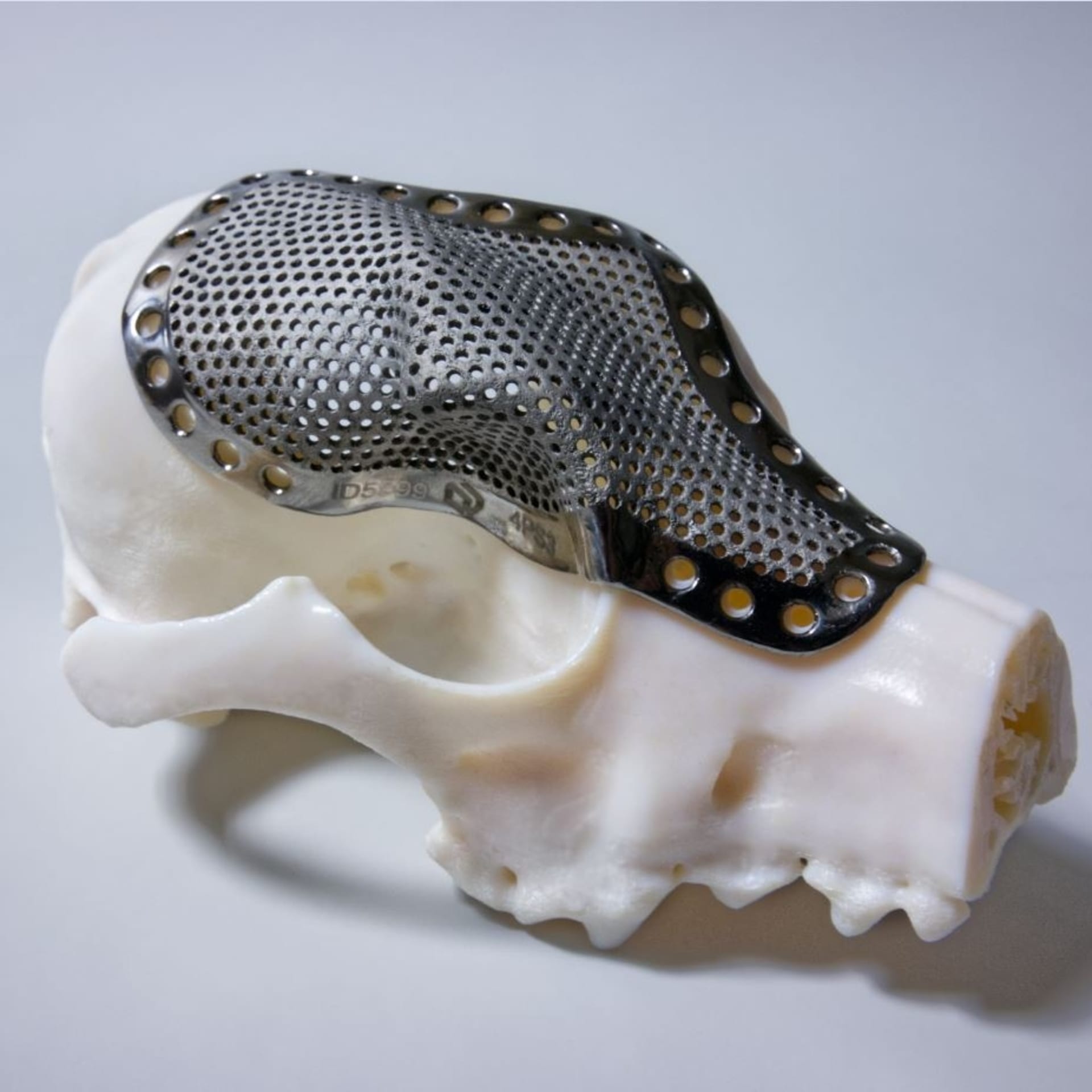 Skull implant - LimesVet