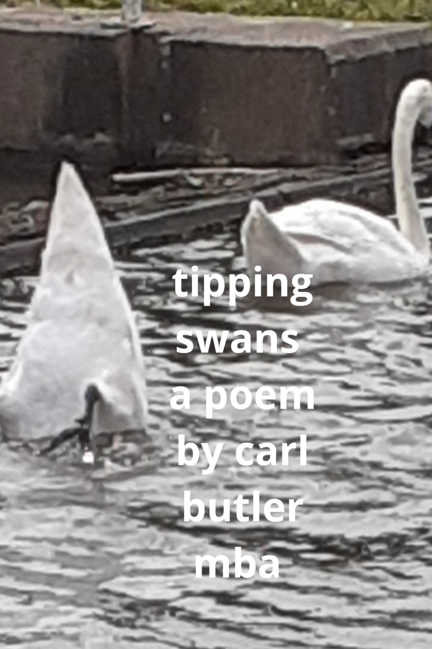 The tipping swans - Carl butler - Line of Poetry