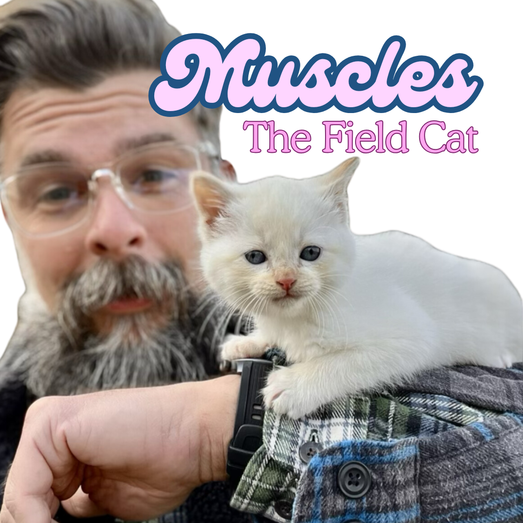 Linq - Nick and Muscles