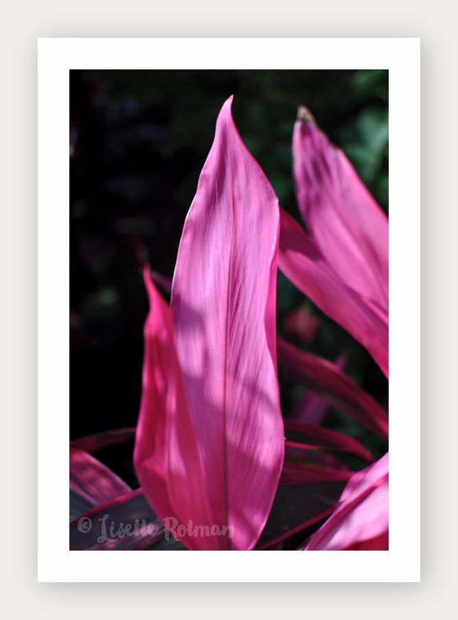 Lisette Rotman, LisetteArt | Photography