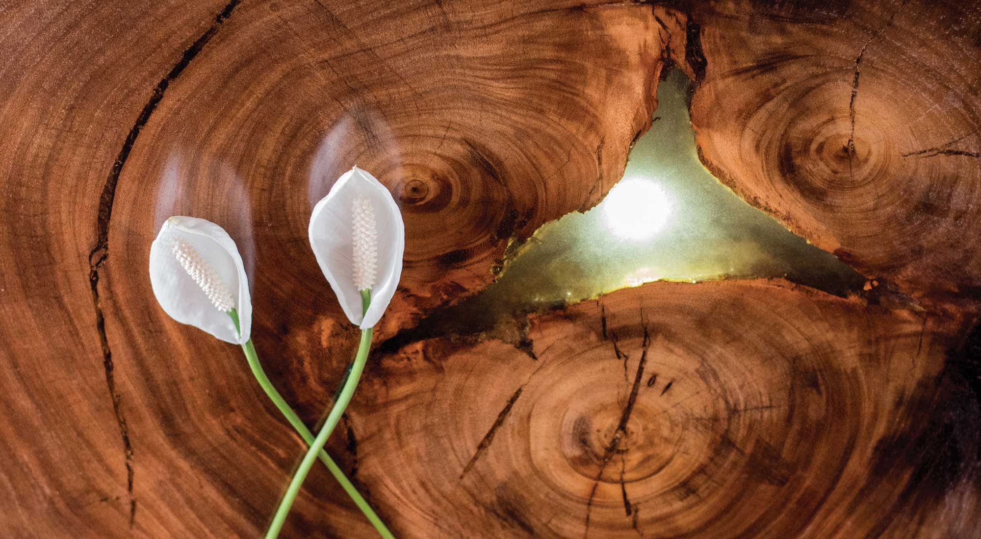 Live Edge Slabs of Portland – Live Edge Slabs of Portland