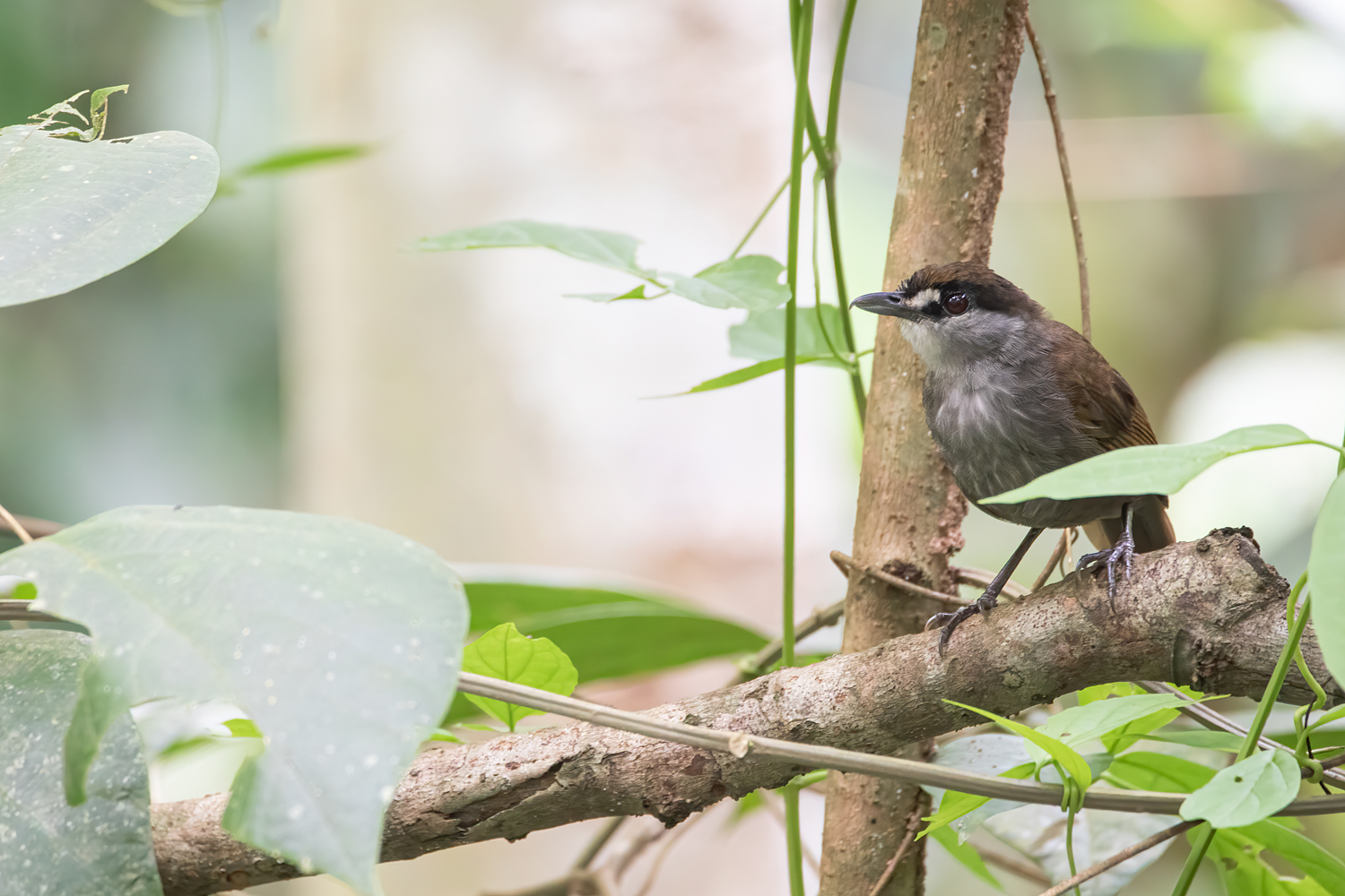 Home | Search for Lost Birds