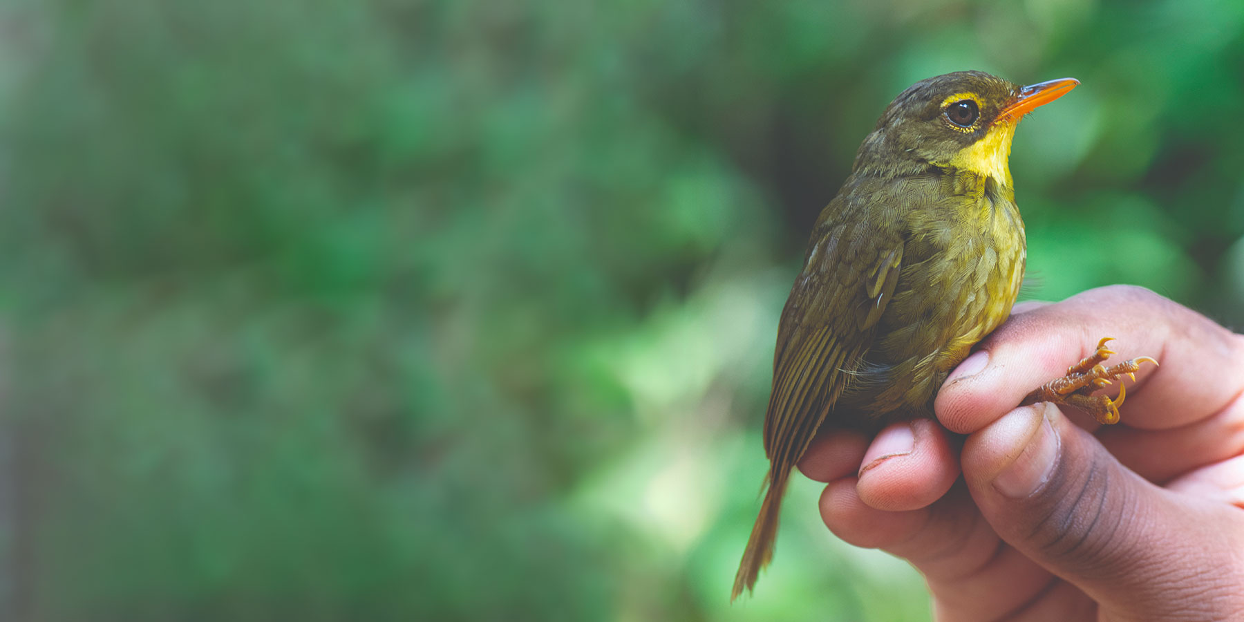 Mysterious songbird rediscovered in Madagascar after eluding scientists ...