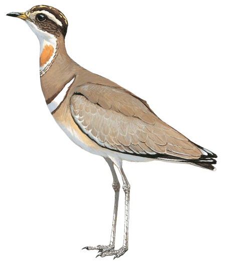 Jerdon's Courser | Search for Lost Birds