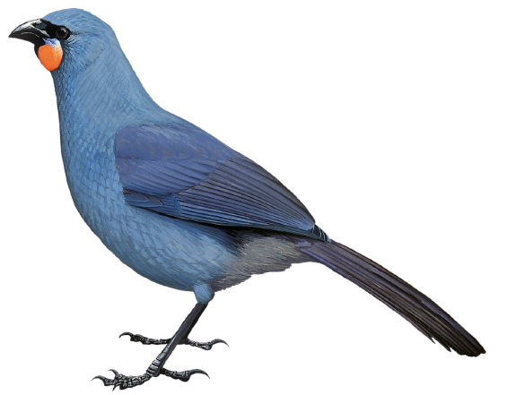 South Island Kōkako | Search for Lost Birds