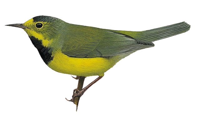 Bachman S Warbler Search For Lost Birds