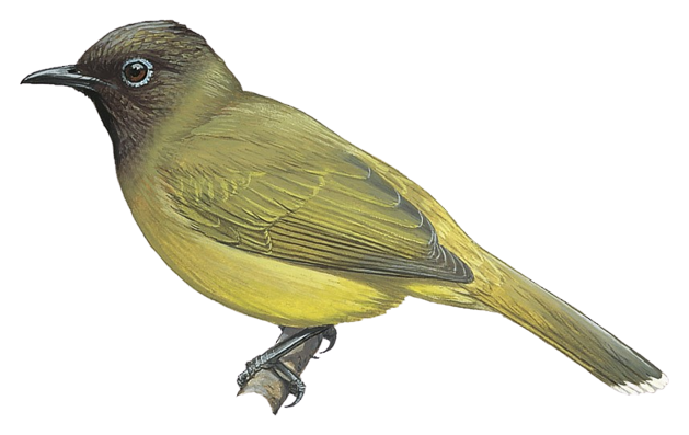 Blue-wattled Bulbul | Search for Lost Birds