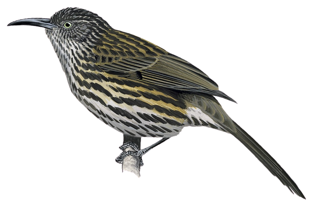 Mayr's Honeyeater | Search for Lost Birds