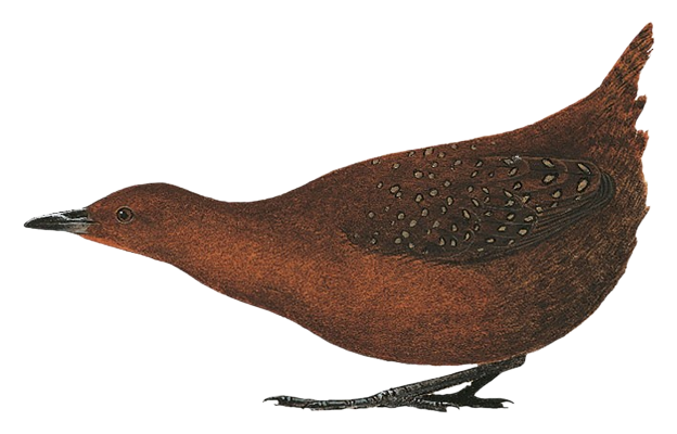 Mayr's Forest Rail | Search for Lost Birds