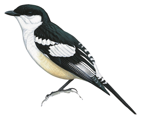 Mussau Triller | Search for Lost Birds