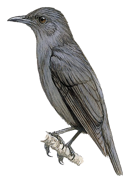 Pohnpei Starling | Search for Lost Birds