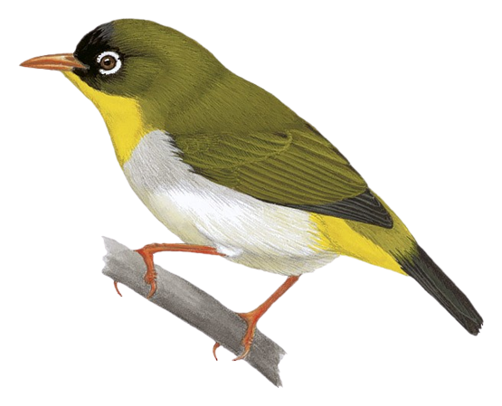 Sangihe White-eye | Search for Lost Birds