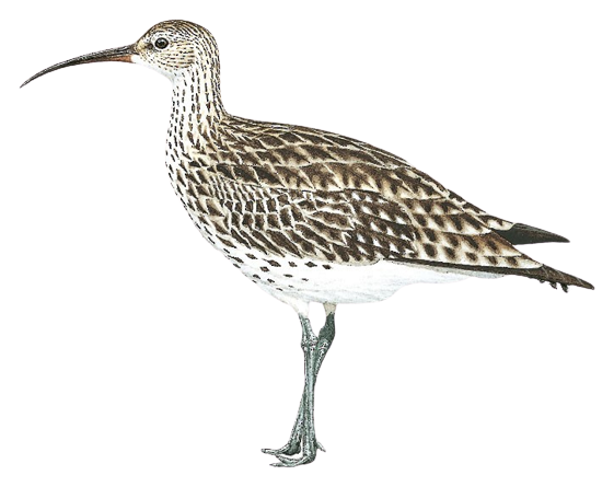 Slender-billed Curlew | Search for Lost Birds