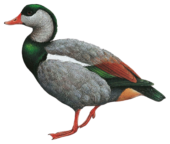 Crested Shelduck | Search for Lost Birds