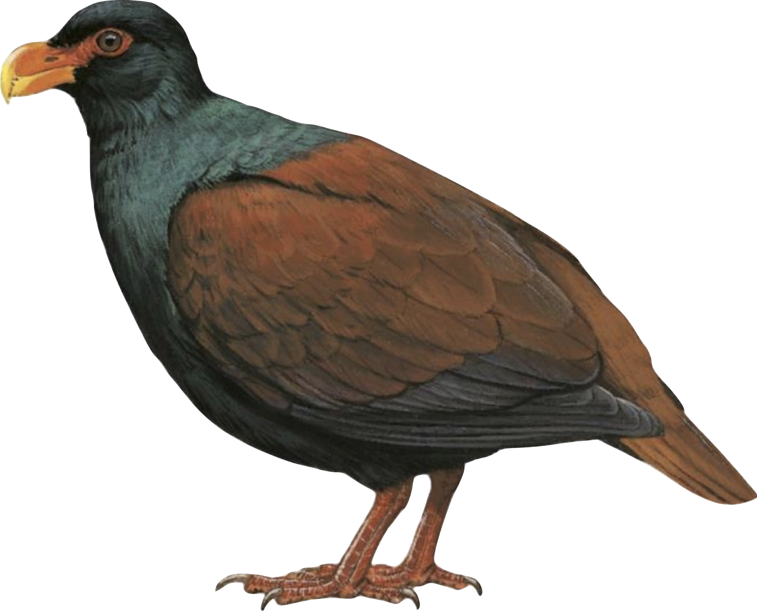 Tooth-billed Pigeon | Search for Lost Birds