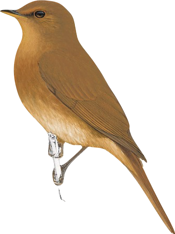 Peruvian Solitaire | Search for Lost Birds