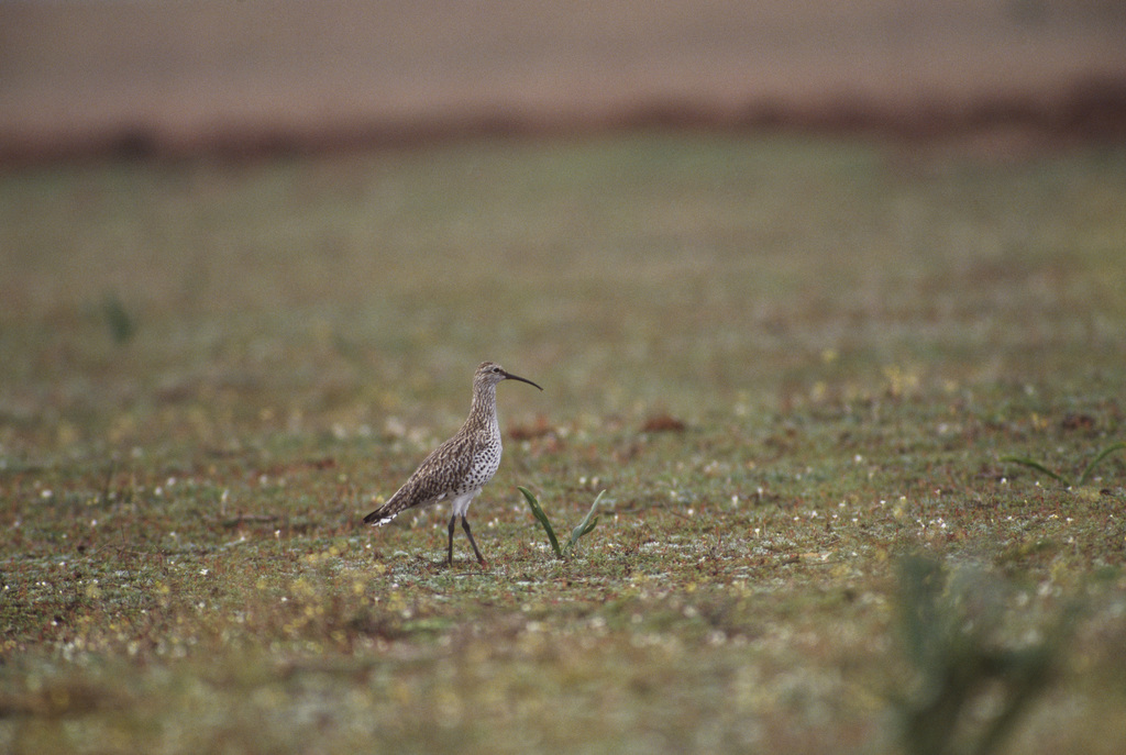 Lost forever: The Slender-billed Curlew is extinct | Search for Lost Birds