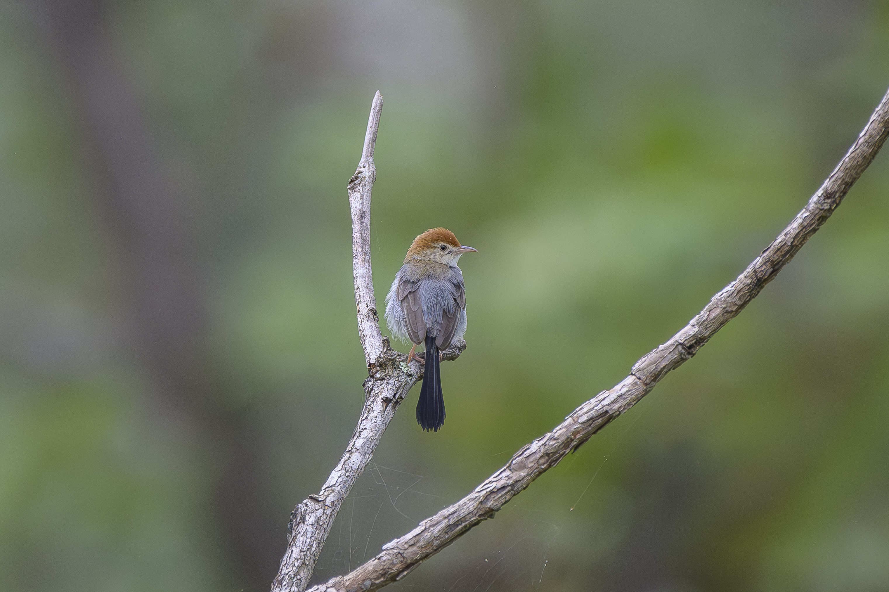 FOUND: Slender-tailed Cisticola rediscovered in northeastern Angola ...